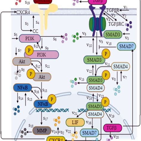 Biochemical Reactions Involved In Dynamical Model Of Tgfβ And Cxcl12