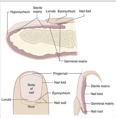 The Ultimate Fingernail Diagram A Comprehensive Guide With Labeled Illustrations