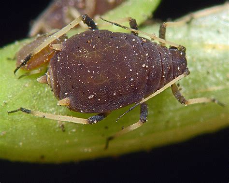 Aphis Polygonata Brown Knotgrass Aphid Identification Images