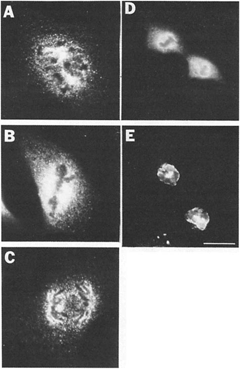 Immunofluorescence Localization Of The Nuclear Envelope Antigens In