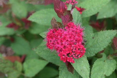 Double Play Doozie® - Spirea - Spiraea x | Proven Winners