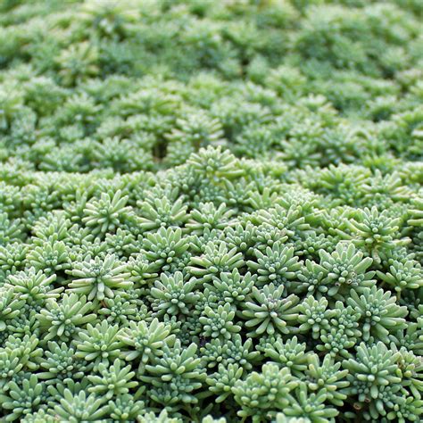 Sedum For Sale Stonecrop Ground Cover Stonecrop