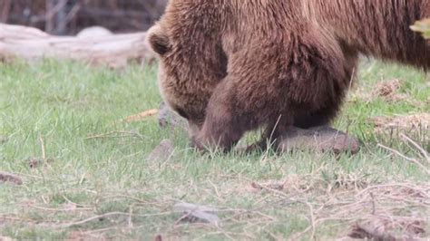 Grizzly Bear In Shaded Meadow Grass Digs Up Active Swarming Ant Hill