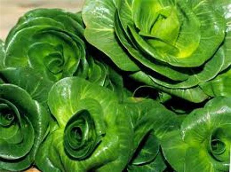 Cicorino Verde 2 Marcodor