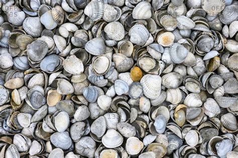 Are Clams Mollusks