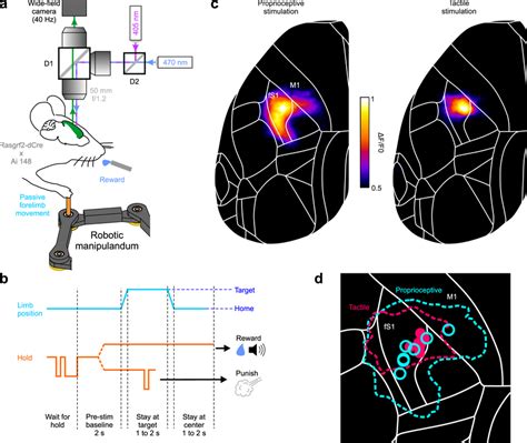 Cortex Wide Imaging Of Neural Activity During Proprioceptive