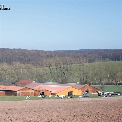 Holstein International Who Is Your Favourite 👍 Henrys Holsteins Narina 29 ️ Rockaberry