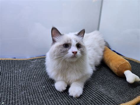 렉돌 마린 포메라니안키우는방법 말티즈키우는방법 말티푸키우는방법 푸들키우는방법 먼치킨키우는방법 랙돌키우는방법 브리티쉬숏헤어키우는방법 스코티쉬폴드키우는방법 러시안블루키우는방법