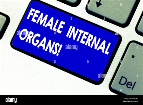 Writing Note Showing Female Internal Organs Business Photo Showcasing