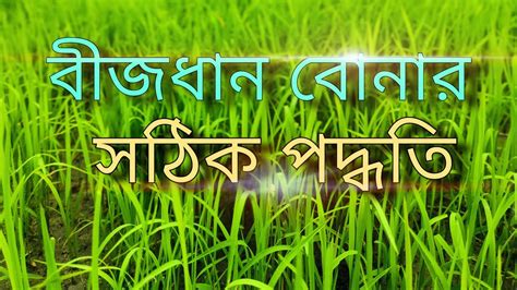 ধানের বীজ বপন করতে ভুল করছেন না তো Youtube