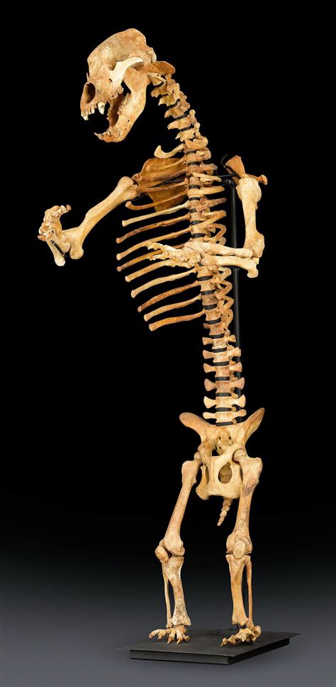 Rare Ice Age Cave Bear Skeleton Circa 150000 Bce This And More