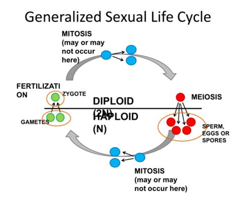 Life Cycles Flashcards Quizlet