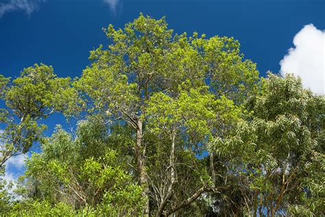 Hawaiian Sandalwood Tree Photograph By David L Moore Pixels