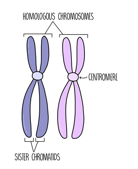 The Cell Cycle Mitosis And Meiosis A Level — The Science Sauce