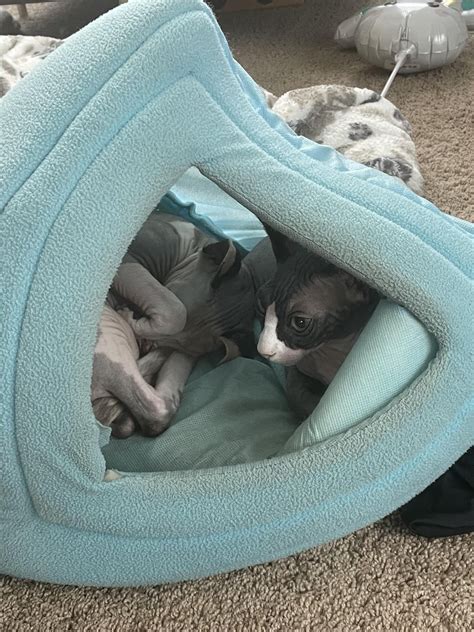 It Only Took 2 Days For Them To Become Bffs Rsphynx
