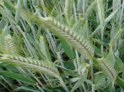Hosts Stripe Rust Washington State University