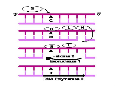 Lecture 2 Dna Repair Genetic Code And Mutationppt