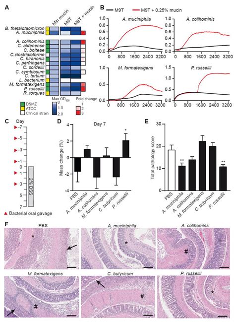 Indoleacrylic Acid Produced By Commensal Peptostreptococcus Species Suppresses Inflammation Pmc