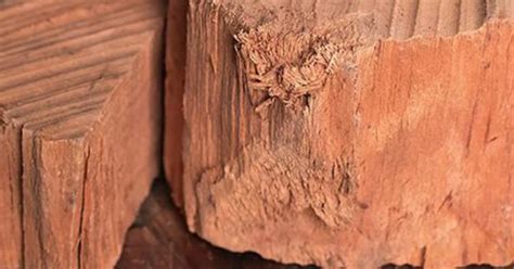 Chandan Ke Fayde Aur Nuksan Advantages And Disadvantages Of Sandalwood