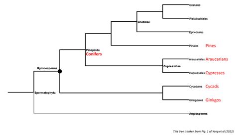 Angio And Gymnosperms