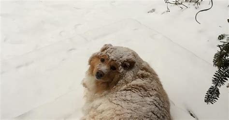 Rare Sighting Album On Imgur