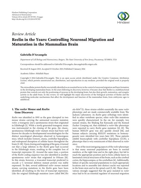 Pdf Reelin In The Years Controlling Neuronal Migration And Maturation In The Mammalian Brain