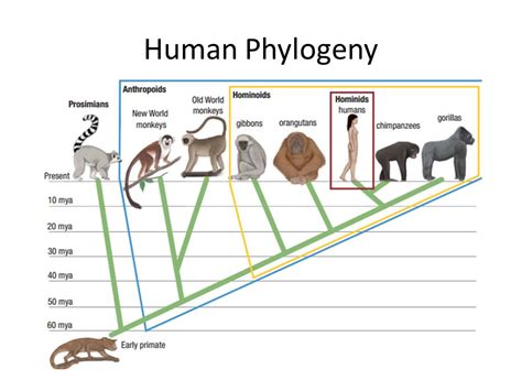 Human Phylogeny