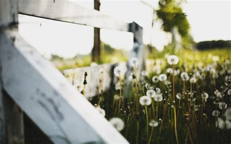 Nature Fences Dandelions