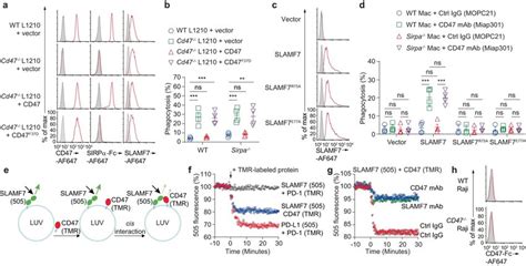 Structure Function Analyses Of Cd47 And Slamf7 A Expression Of Mcd47