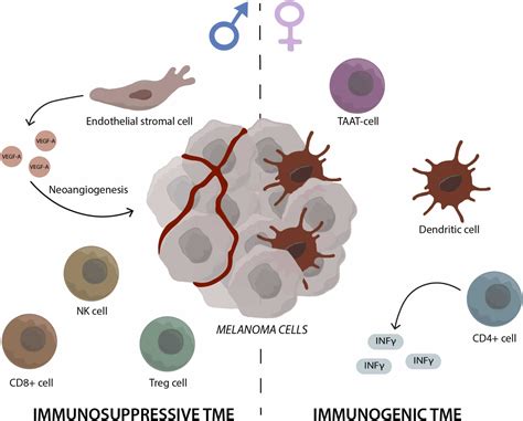 Sex Specific And Sex Hormonal Related Differences In Melanoma