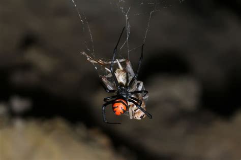 How Dangerous Are Black Widow Spiders