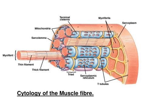 Ppt B277 Biology Of Muscle The Molecular Motor Of Muscle Powerpoint