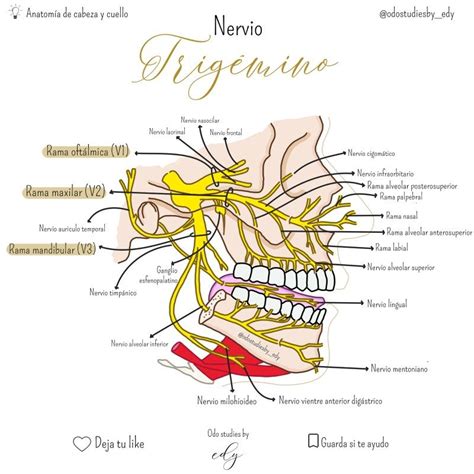 Nervio Trigémino Nervio Cabeza Y Cuello Anatomia Cabeza Y Cuello
