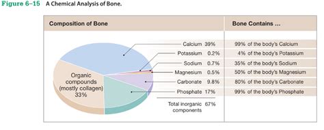 Chapter 6 Osseous Tissue And Bone Structure Flashcards Easy Notecards