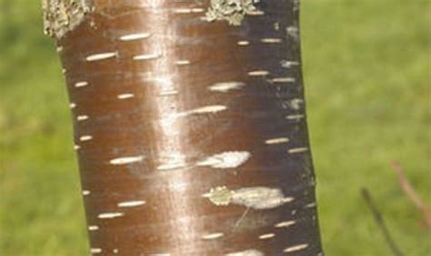 Tree Bark Drug Could Battle Heart Disease UK News Express Co Uk