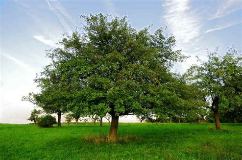How To Choose The Best Apple Rootstock For Your Tree Minneopa Orchards