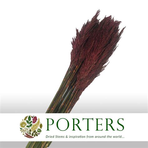 Plume Reed Grass Preserved Dry Various Colours Porters Foliage Ltd