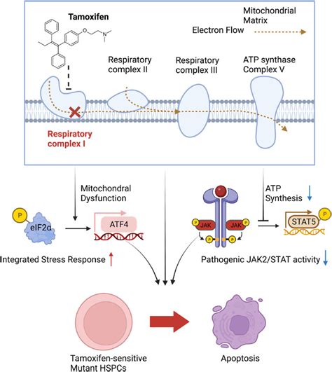 Tamoxifen For The Treatment Of Myeloproliferative Neoplasms A Phase Ii