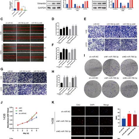 Downregulating Mir 766 3p Promoted Os Cell Emt Migration And Invasion