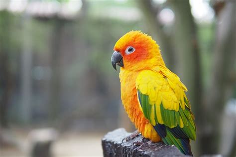 Sun Conure Parrot Feather Free Photo On Pixabay