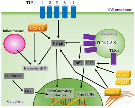 Multifunctional Immunoadjuvants For Use In Minimalist Nucleic Acid Vaccines