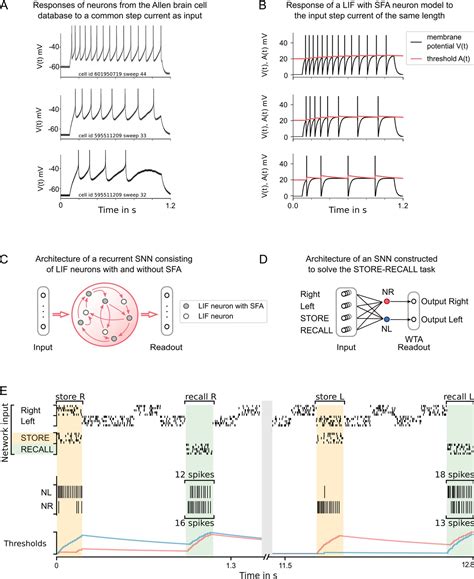 spike frequency adaptation supports network computations on temporally