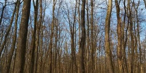 MeĐunarodni Dan Šuma Bez Cenzure