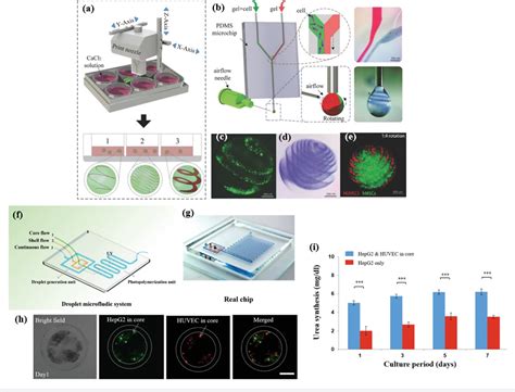 Figure 5 From Microfluidics Based Fabrication Of Cell Laden Microgels Semantic Scholar