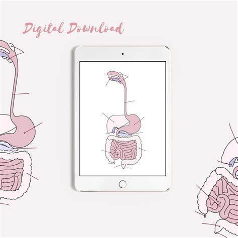 Digital Anatomy Diagram Digestive System Unlabelled Etsy