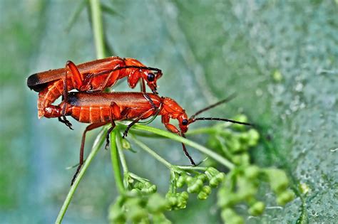 Black Tipped Weevil Soft Beetle Free Photo On Pixabay Pixabay