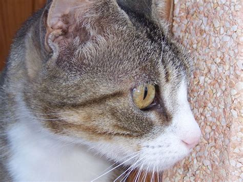 Cat On The Alert Smithsonian Photo Contest Smithsonian Magazine