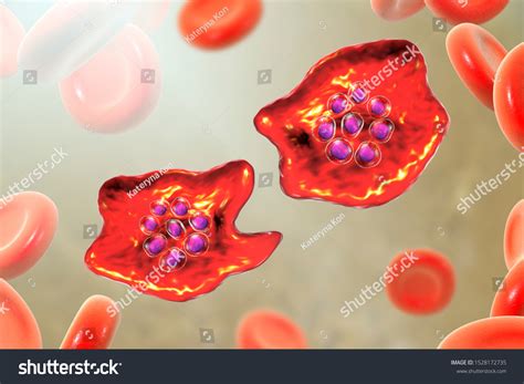 371 Malaria Schizont 图片、库存照片和矢量图 Shutterstock