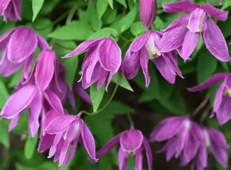 42 Types Of Clematis Plants With Pictures And Identification