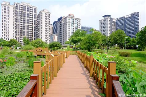 【新北 新莊區】頭前運動公園生態池，市區賞荷好去處 Walkerland窩客島 ┃ 我傳媒 Walkermedia
